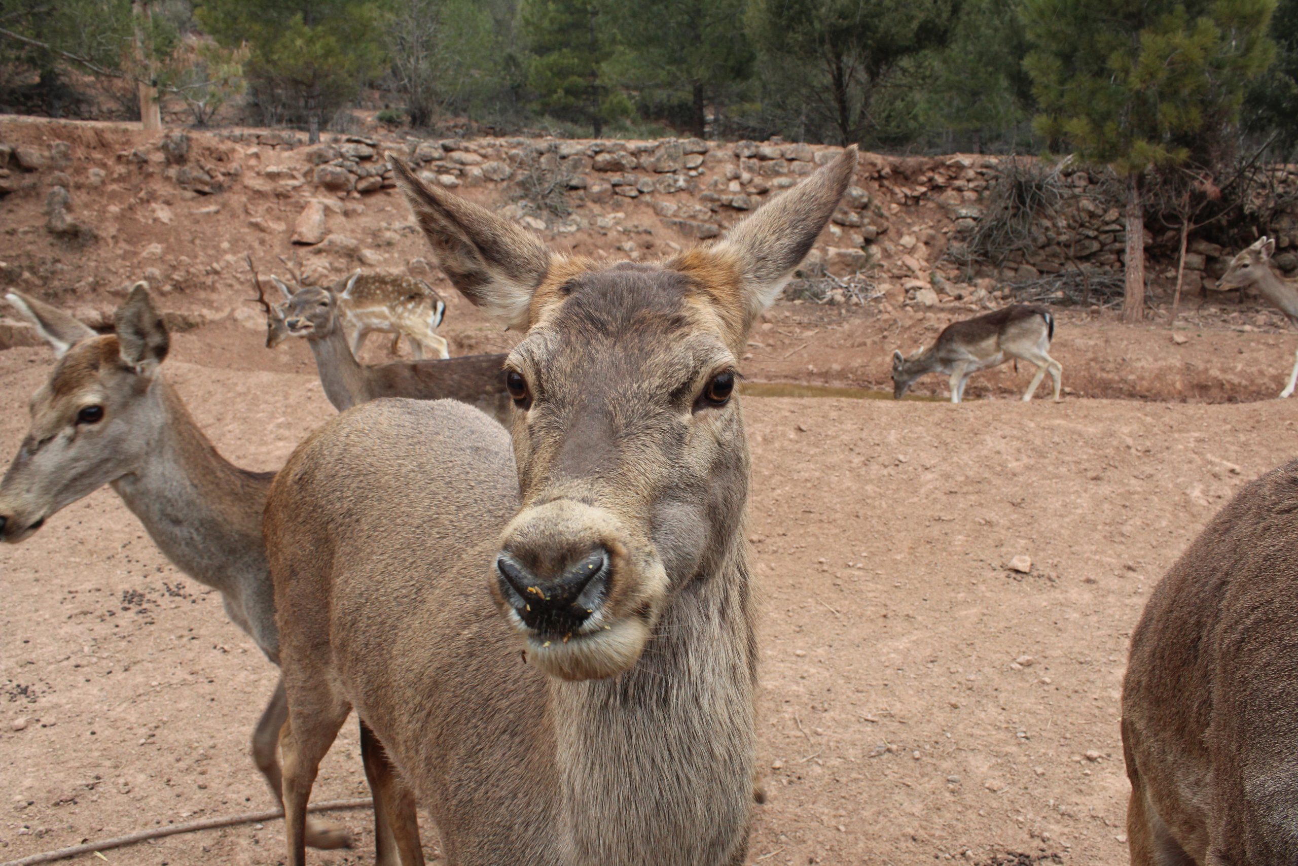 Una llar per animals salvatges rescatats de l'impacte humà | iNSiGHTS